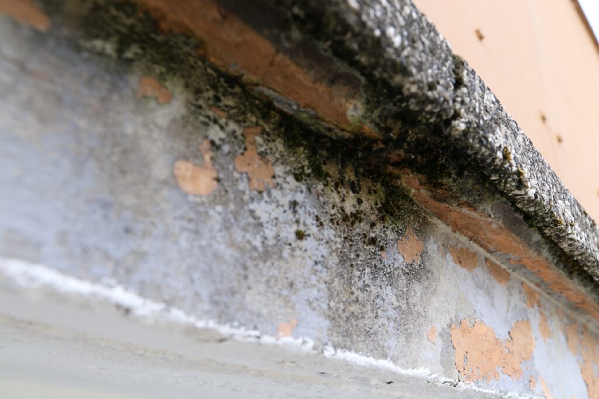 The Crucial Role of Mold and Asbestos Inspections in Northeastern Homes ...